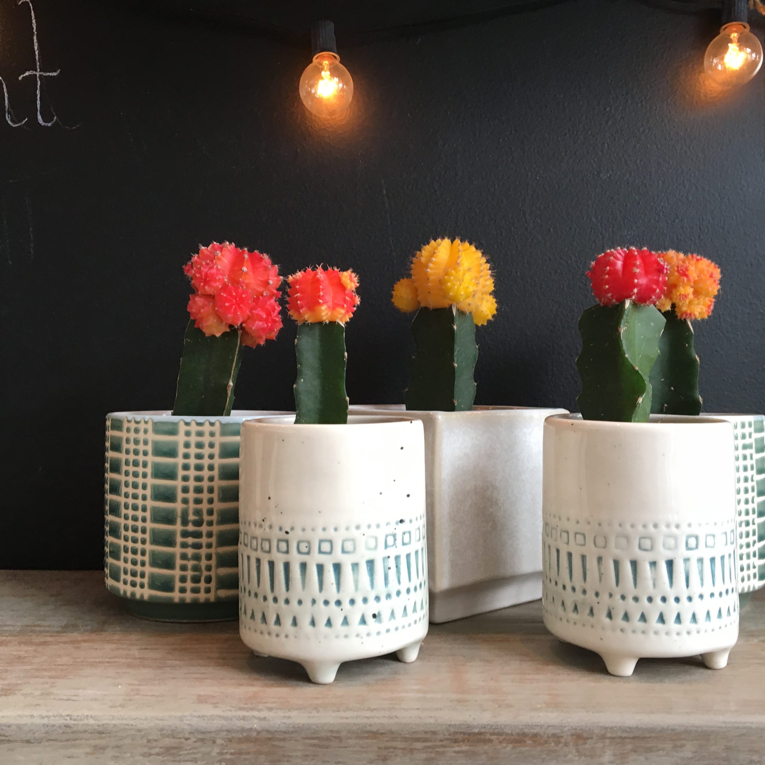 Meet the Grafted Cactus – Retreat Plant Company