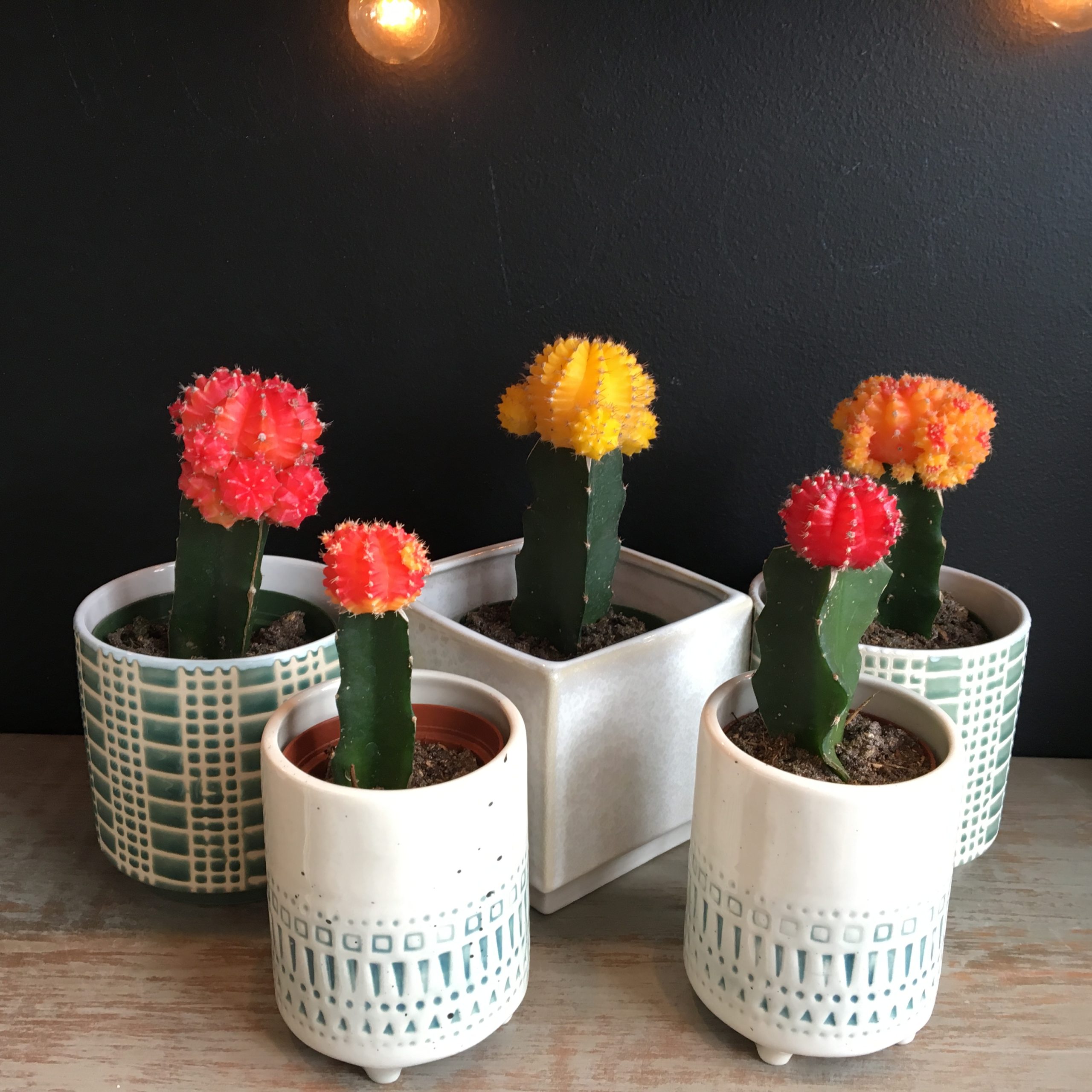 Meet the Grafted Cactus – Retreat Plant Company